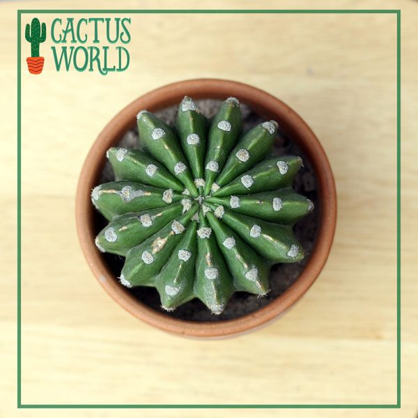 Round Cactus - Cactus.pk