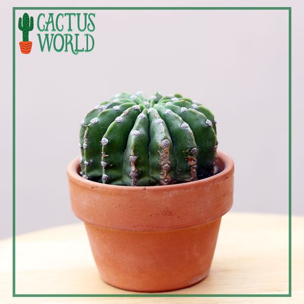 Round Cactus - Cactus.pk