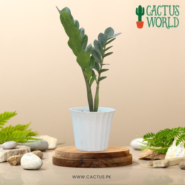 ZZ Plant in White Pot - Cactus.pk